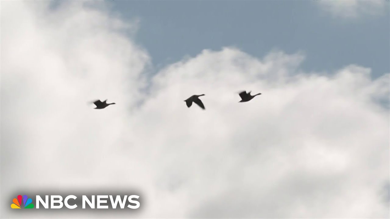 Scientists test animals for bird flu - YouTube