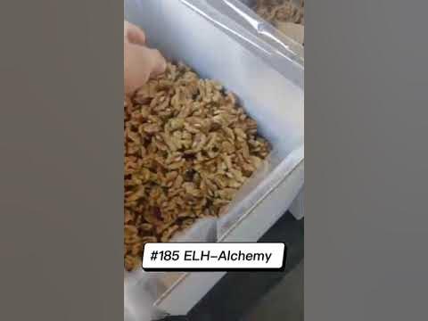 185 walnuts, best nuts all in Alchemy - YouTube