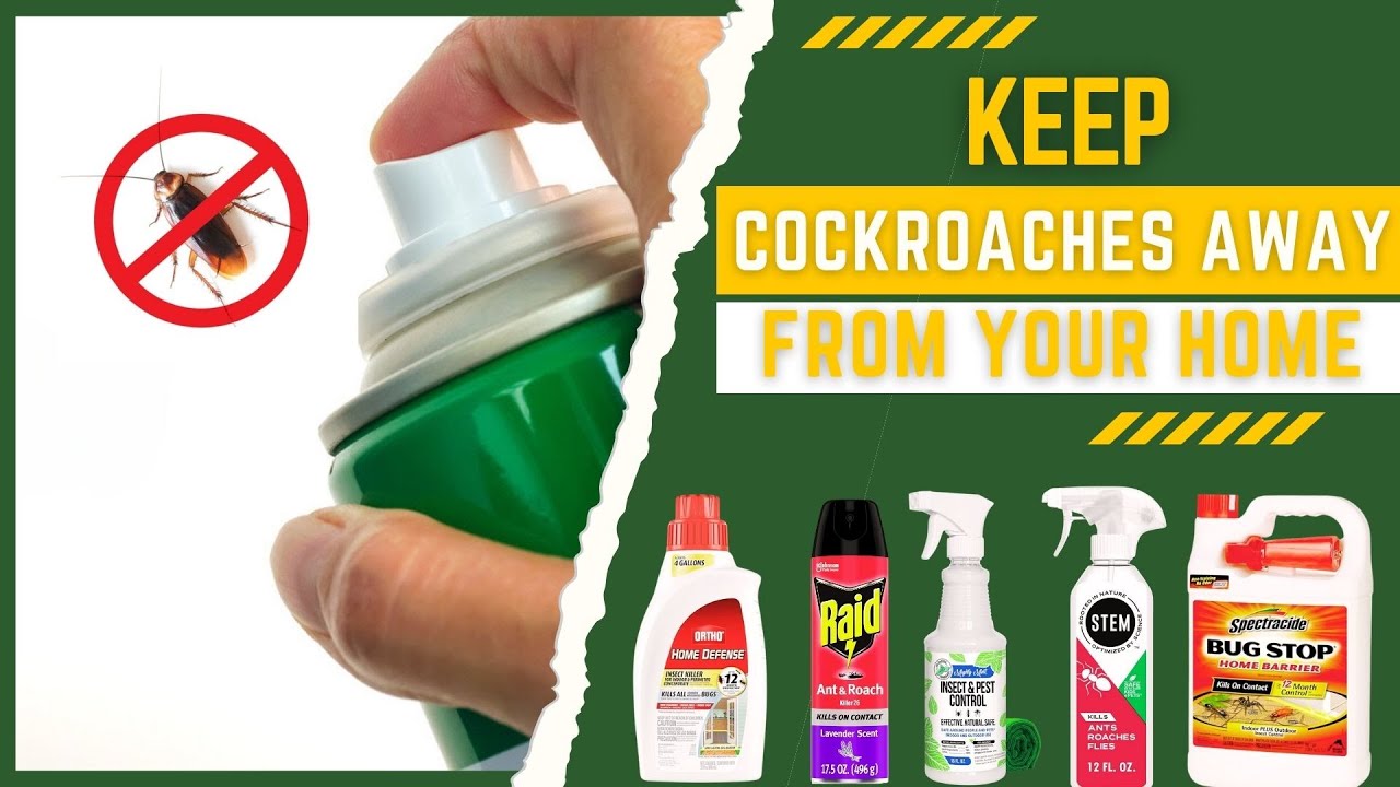 Best Spray To Get Rid Of Roaches - Your Secret Weapon for a Bug-Free ...