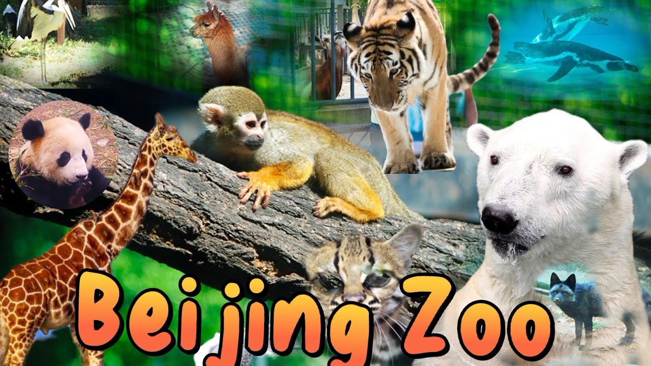Beijing Zoo || Amazing Beautiful Animals in Beijing zoo China || Gaint ...