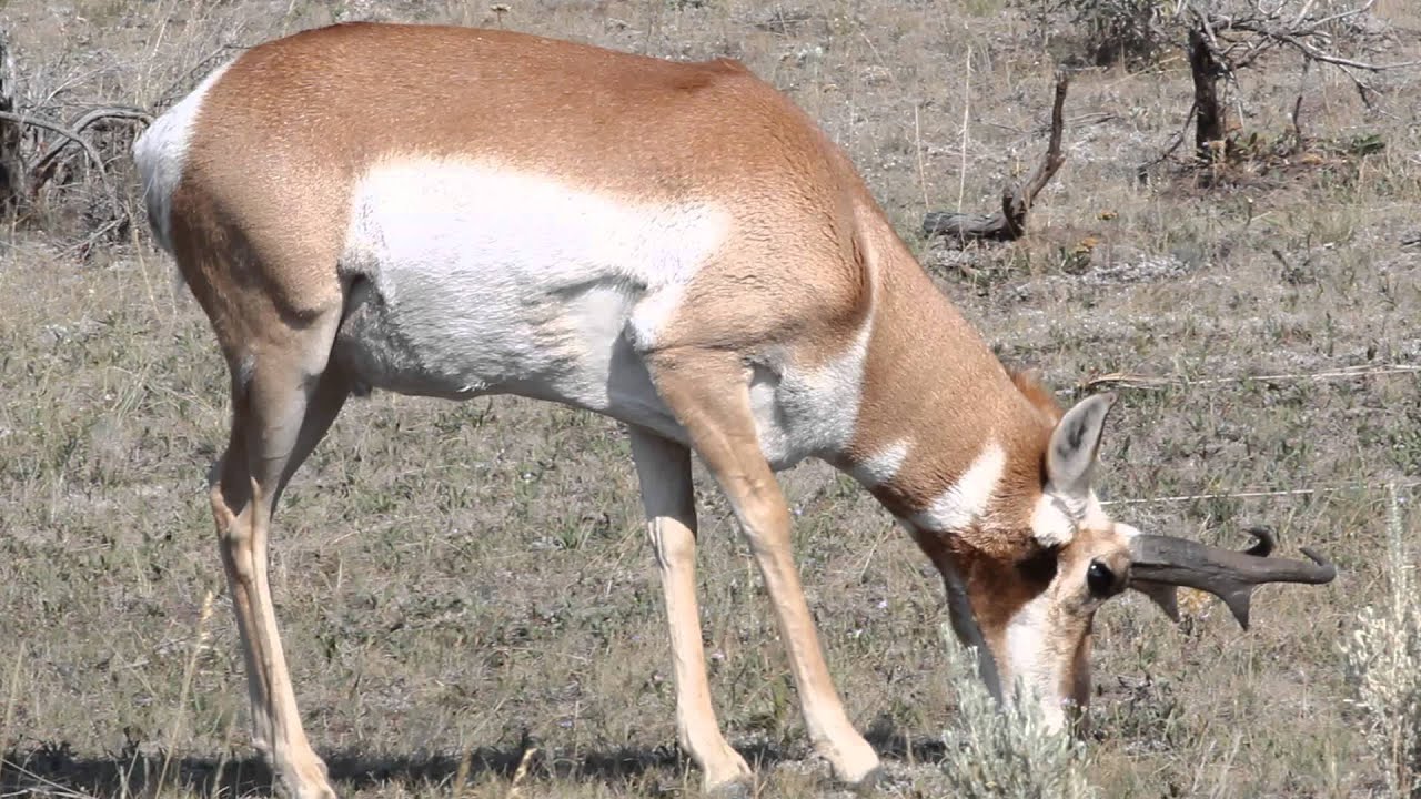 Pronghorn - Antilocapra americana - YouTube