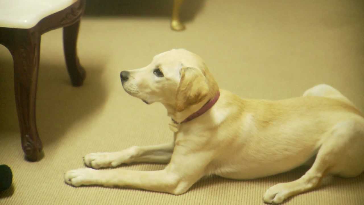 Golden Labrador retriever puppy doing tricks - YouTube