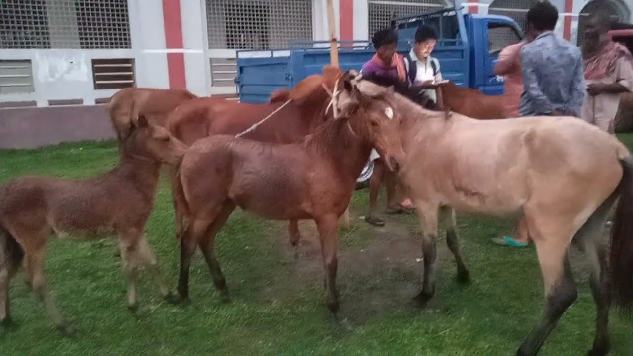 ১২শ ১৫শ তে ঘোড়া কিনতে চাইলে দেখুন | Horse lover Video | Animal Market ...