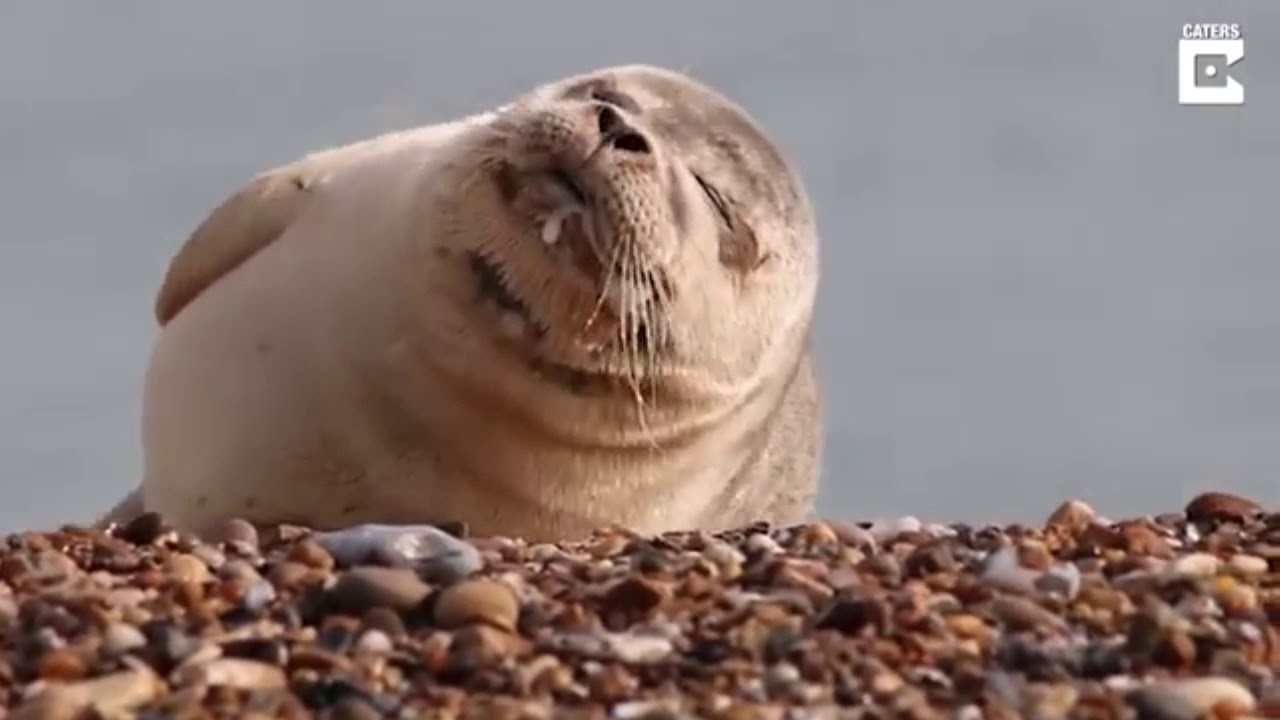 Funny Sea Doggo - YouTube