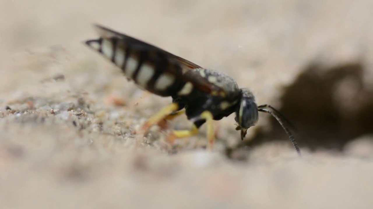 BURROWING BEE close-up COOL NATURE educational and fun! MACRO - YouTube