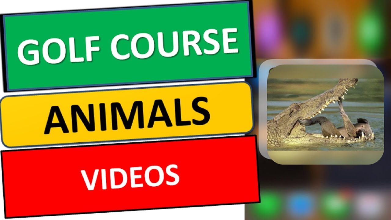 🦅Animals golf course encounter 🐊Golf compilation videos🦅 #animals # ...
