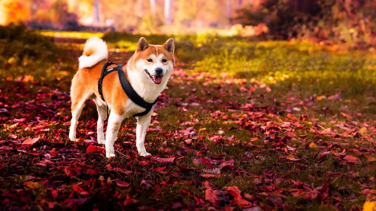 How to Help Your Shiba Inu Overcome Noise Sensitivity - YouTube