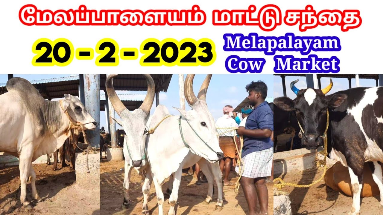 20 - 2 - 2023 / மேலப்பாளையம் மாட்டு சந்தை / Melapalayam Cow Market ...