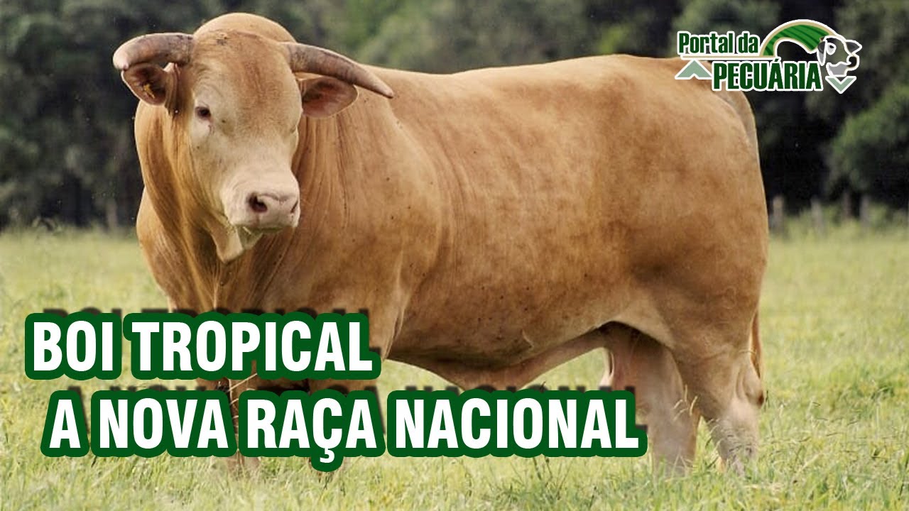 Boi Tropical. A nova raça Nacional. - YouTube