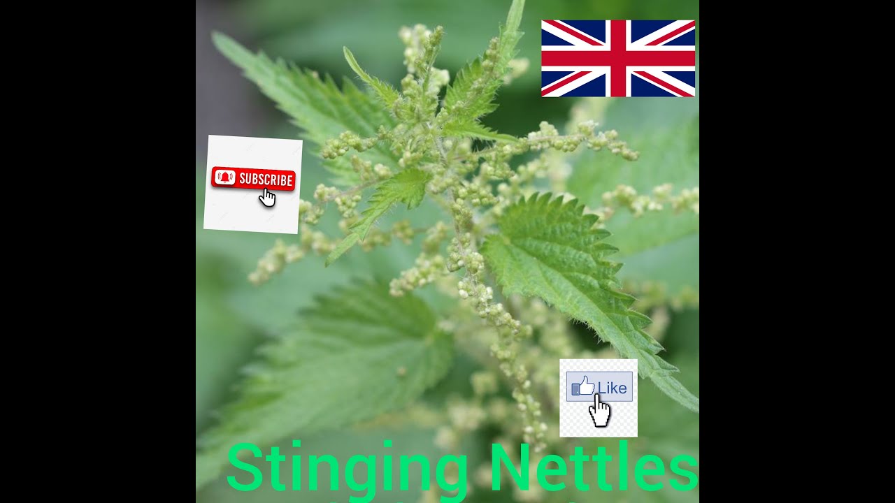 Stinging Nettle -- British variety - YouTube
