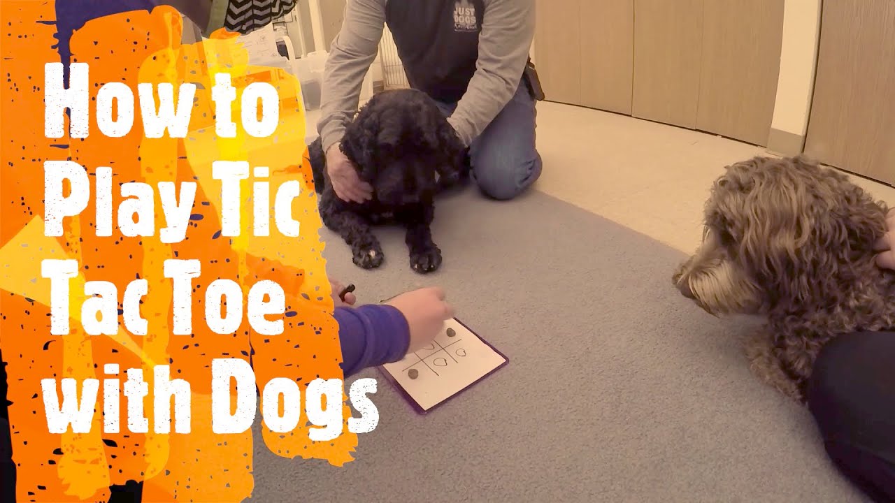 How to play Tic Tac Toe with dogs! - YouTube