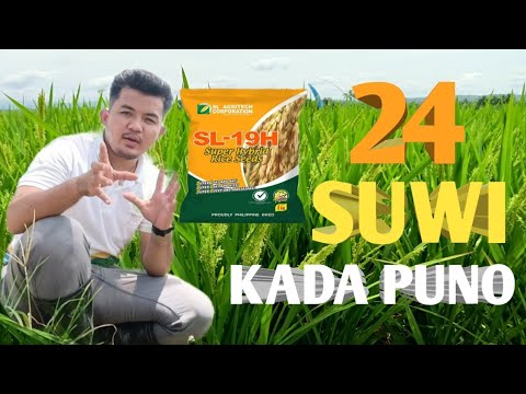 Hybrid Rice Seeds l SL-19H l Binhing may maraming suwi l SL Agritech ...