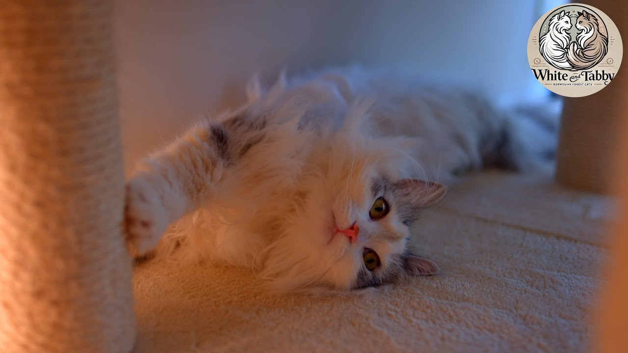 Relaxed Cats in the Room- White and Tabby's Calm Day | 18 months Fluffy ...