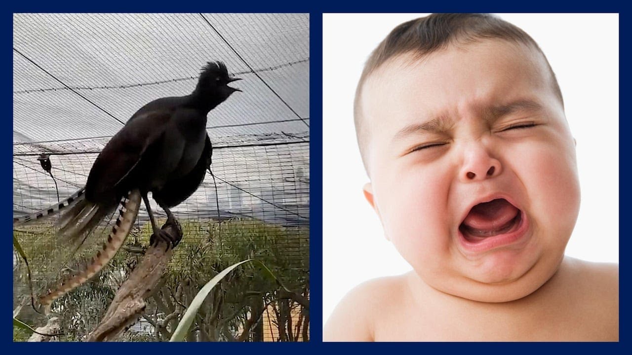 Bird perfectly mimicking crying human baby at Taronga Zoo (Australia ...
