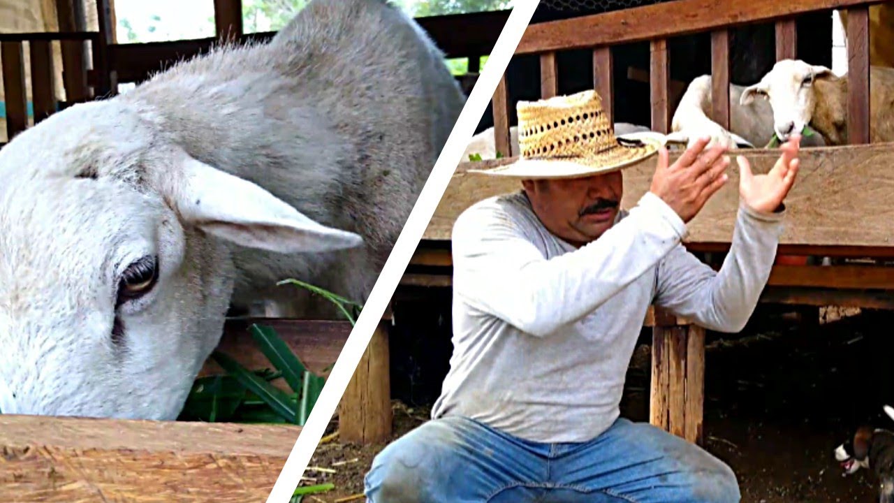 Aprisco aéreo en funcionalidad | Consejos al tener un aprisco aéreo o ...