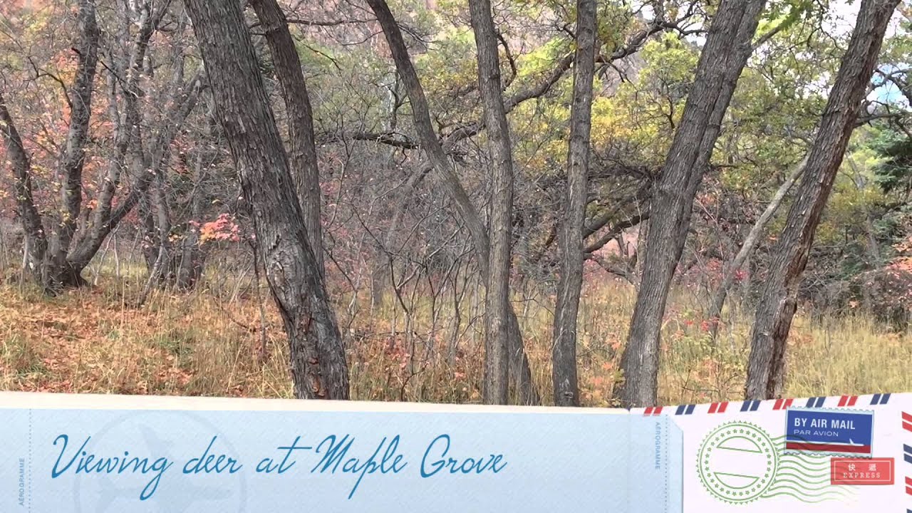 Watching Deer at Maple Grove Campground Near Salina Utah - YouTube