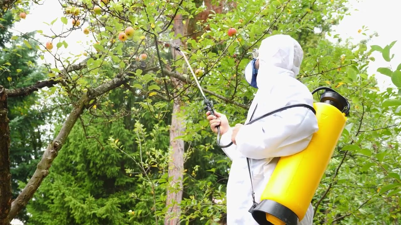 No copyright man spreading pesticide on apple trees - YouTube