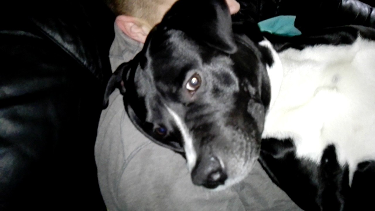 Funny Dog - Hagen flabby - YouTube