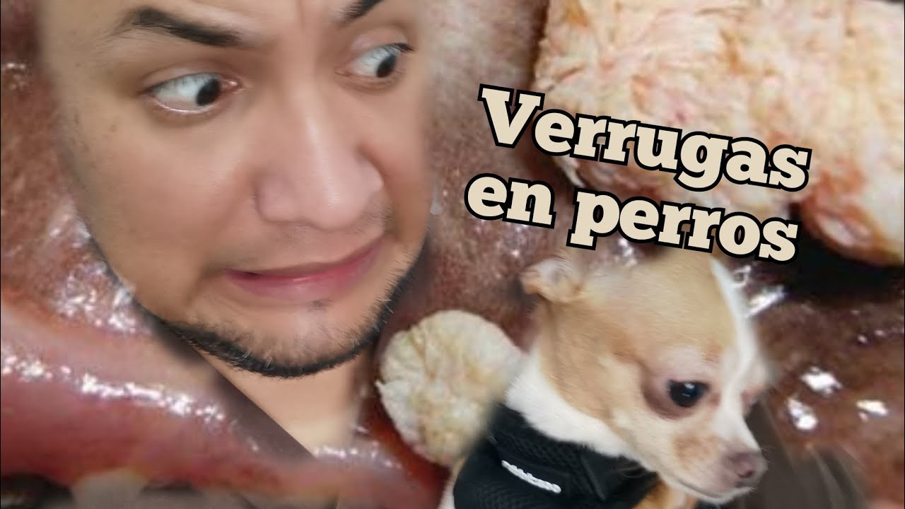 ¿Por qué aparecen verrugas en los perros? - YouTube