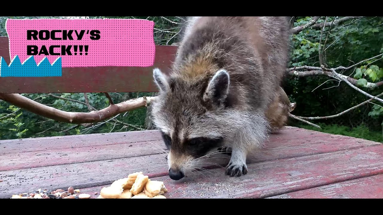 Rocky Raccoon Returns!!!! - YouTube