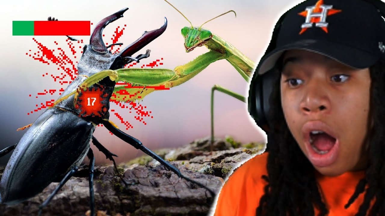 The Insect Tier List Even The Mantis Has Better Hands Than Deji the-insect-tier-list-even-the-mantis-has-better-hands-than-deji