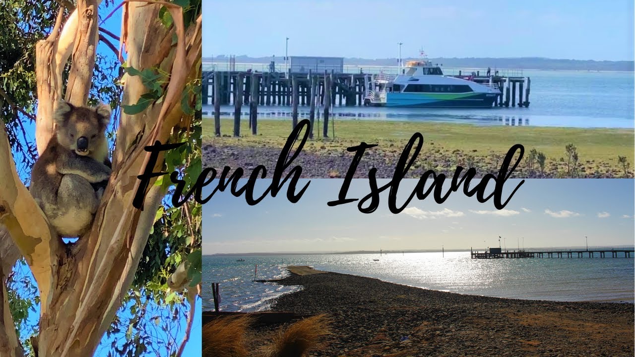 Ferry trip to French Island National Park | Koala sighting in the Wild ...