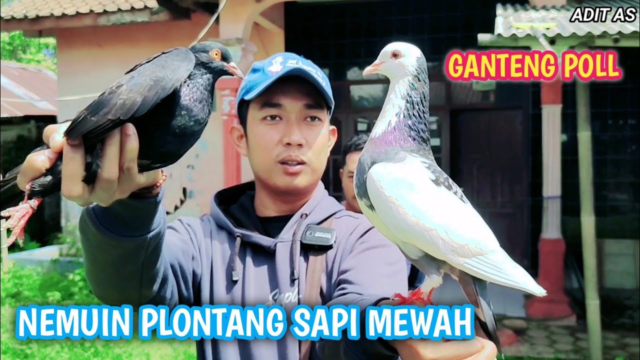 MERPATI PLONTANG WARNA ANTIK DI PENJUAL MERPATI MAS ARIF - YouTube