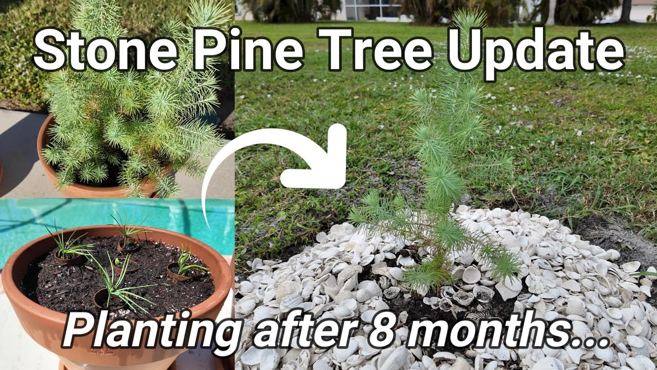 Stone Pine Tree Planting - 8 months! - YouTube