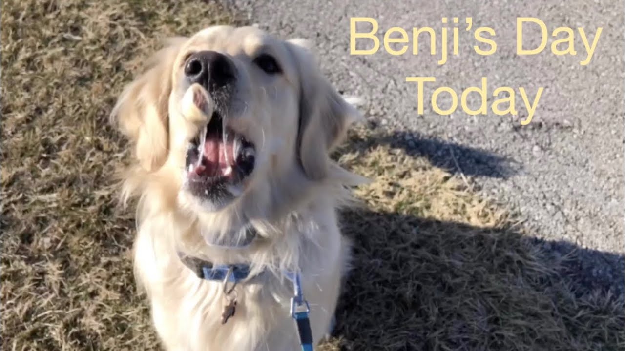 Benji’s Day Today - YouTube