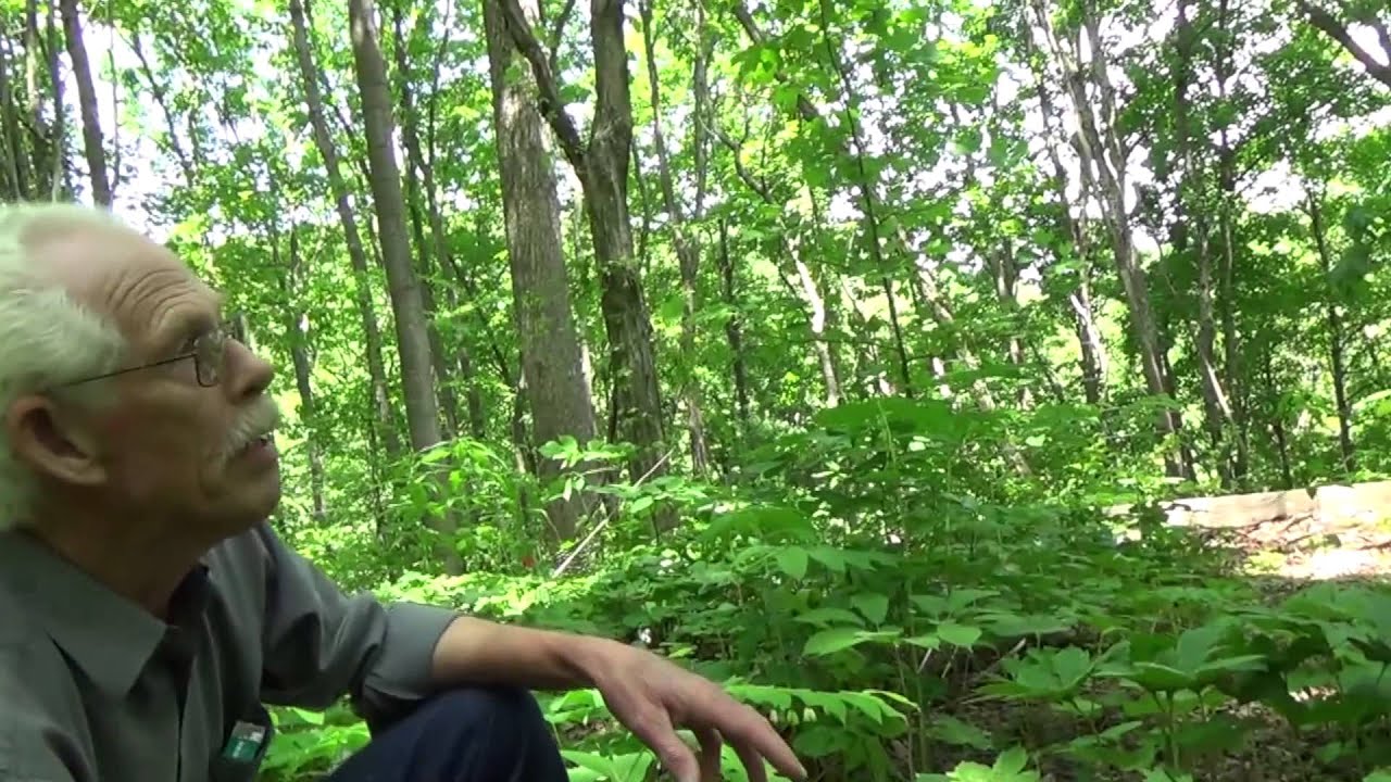 Seed Collection Methods - YouTube