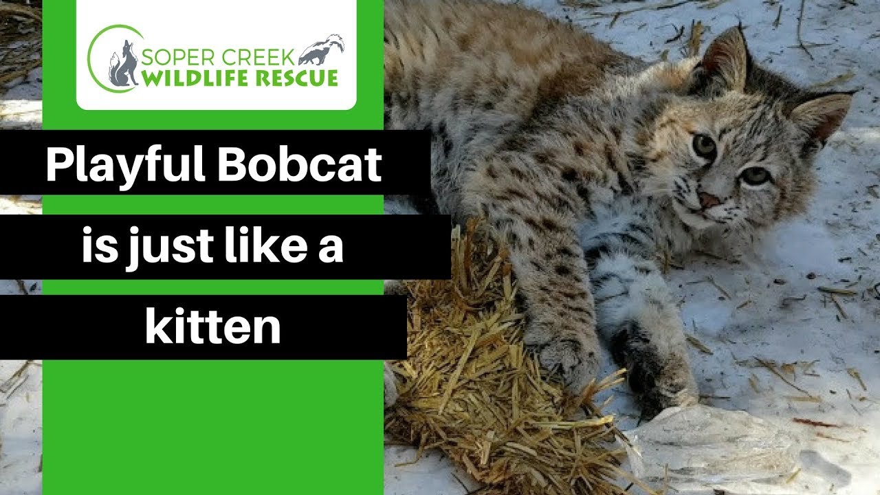 Playful bobcat is just like a kitten - YouTube