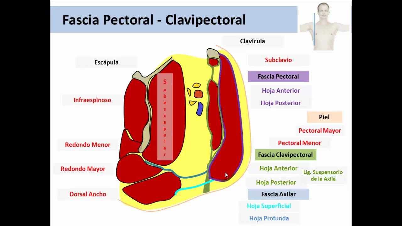 Fosa Axilar - YouTube