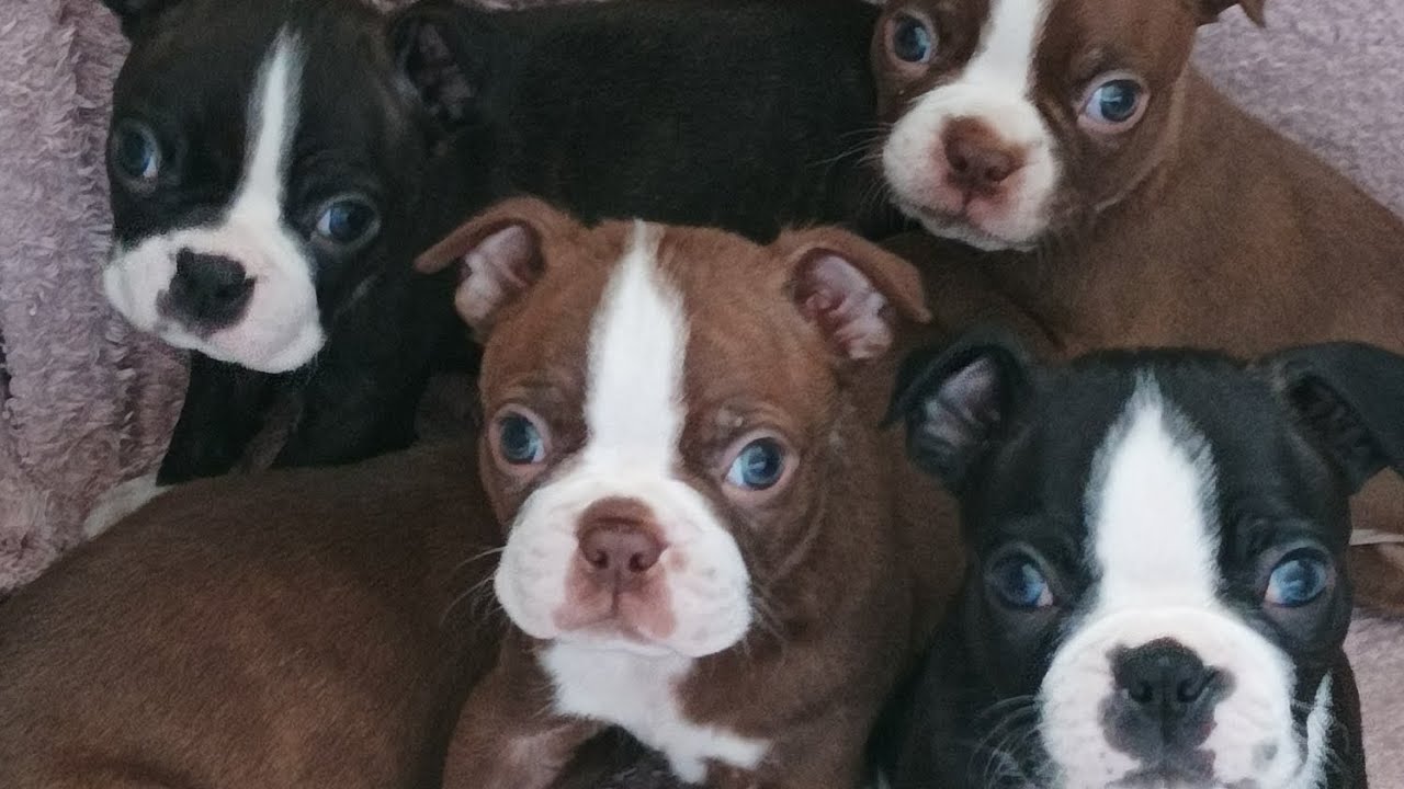 puppy playing! Boston terrier dogs - YouTube