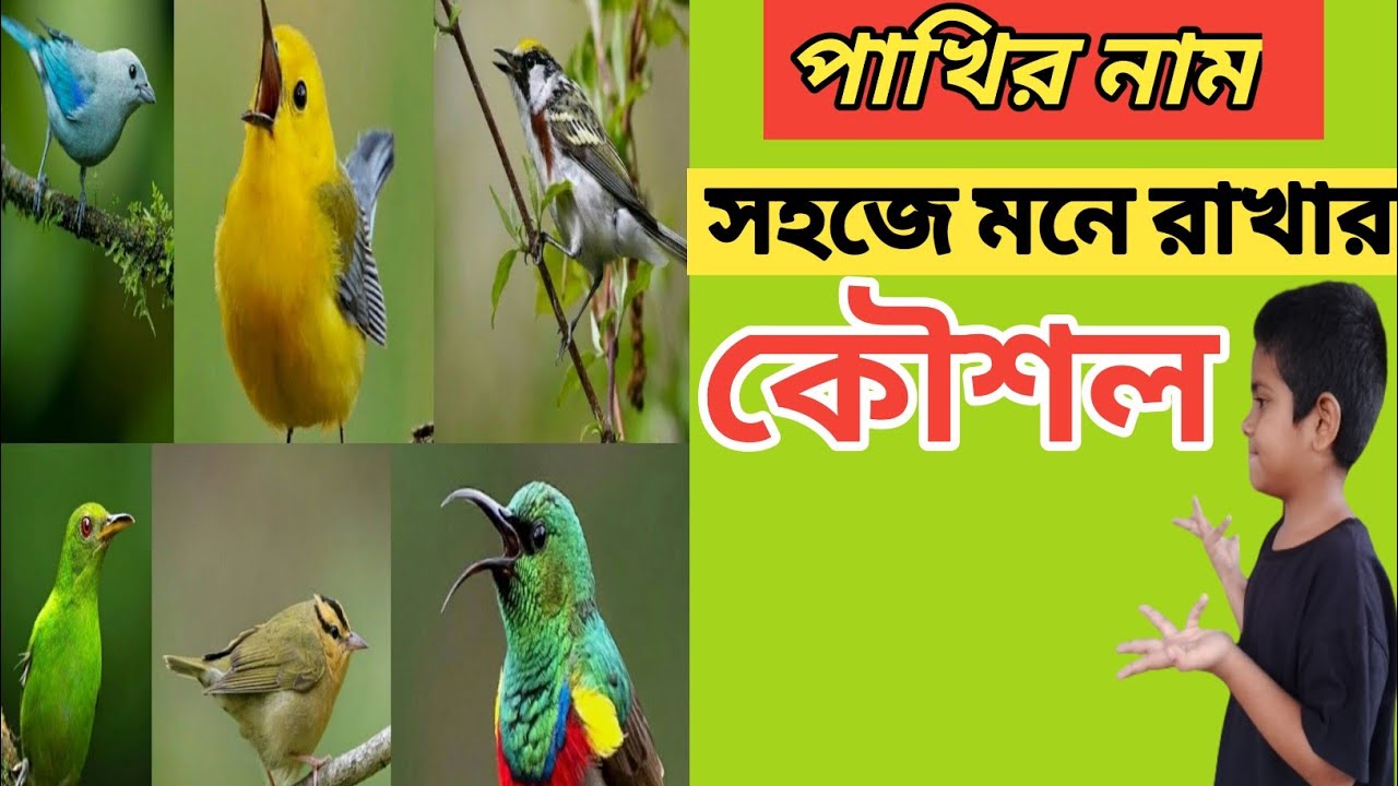 Types of birds/English to Bangla/Bird's name with picture - YouTube