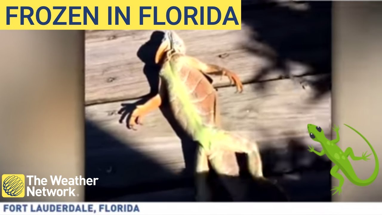 Frozen iguanas are falling from trees in Florida due to 'weather bomb ...