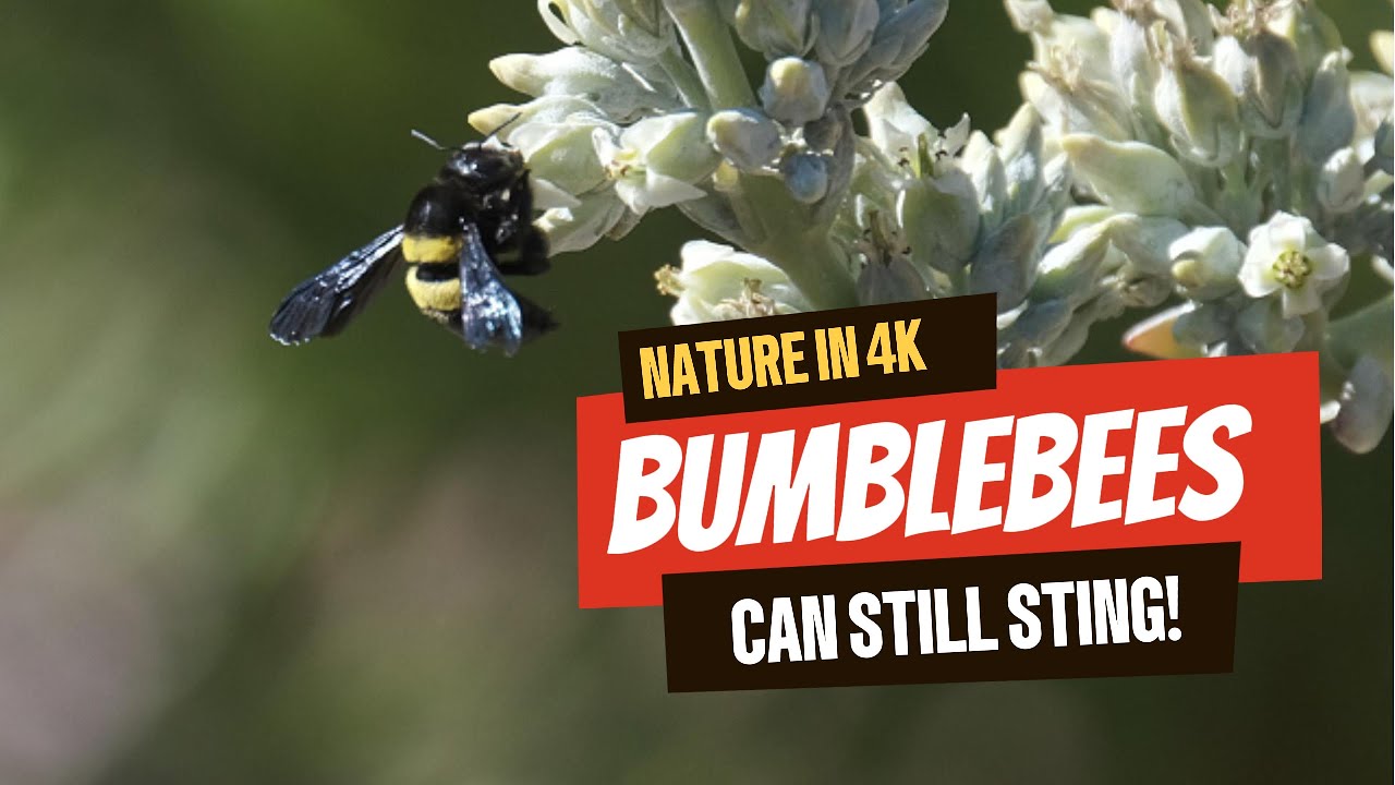 Do bumblebees live in a hive? #wildlife - YouTube