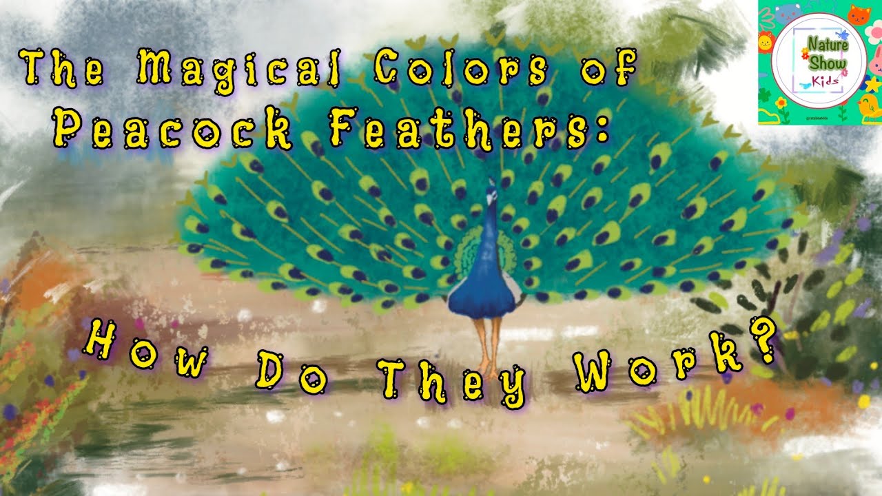 How Do Peacock Feathers Get Their Amazing Colors? | Fun Science Facts ...