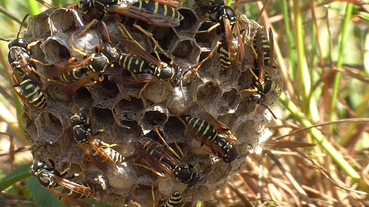 Paper-wasps at nest. Heide-Feldwespen am Nest (Polistes nimpha) - YouTube