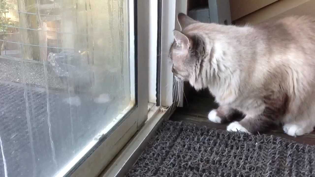 Proof Cats Can Use Tools 2 - YouTube