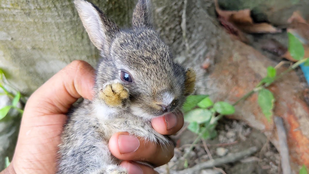 Cute Bunny - Found a screaming baby rabbit in my garden - YouTube