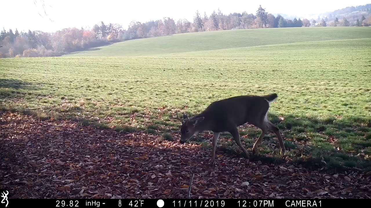 BLACKTAIL BUCK FART|DEER FART - YouTube