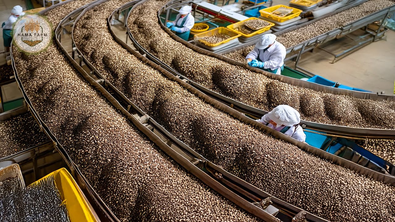 How Millions of Chia Seeds Are Cultivated and Harvested With Modern ...