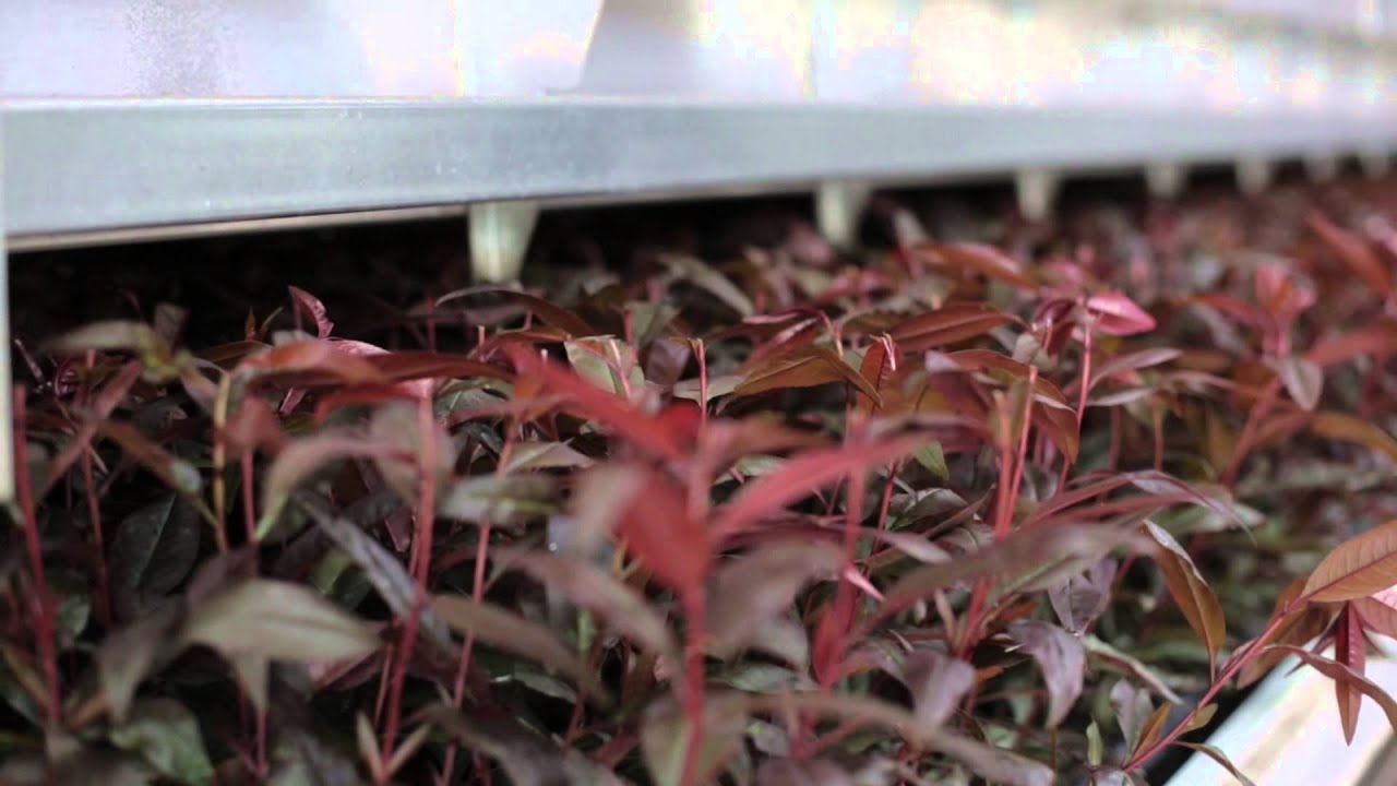 Who We Are: Agromillora Group. It's in our Nature (English) - YouTube