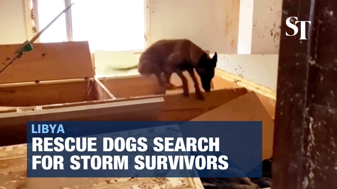 Libya flood: Rescue dogs search for storm survivors - YouTube