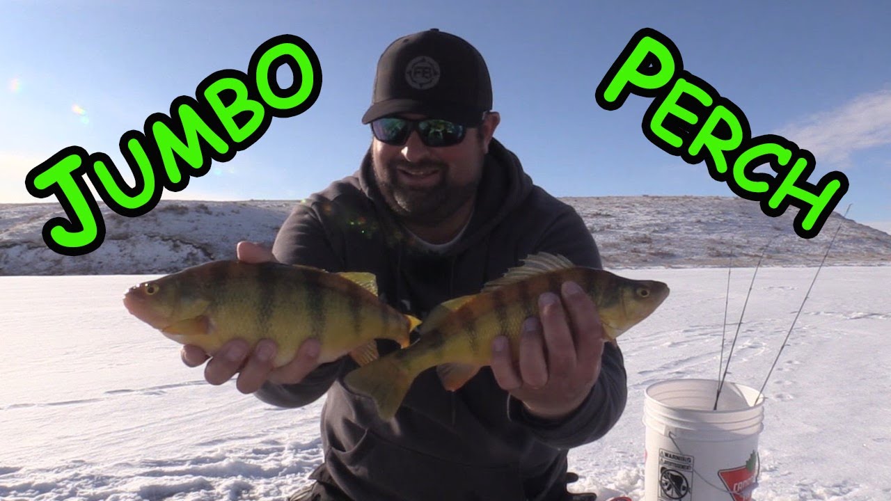 Ice fishing for JUMBO Perch!! - YouTube