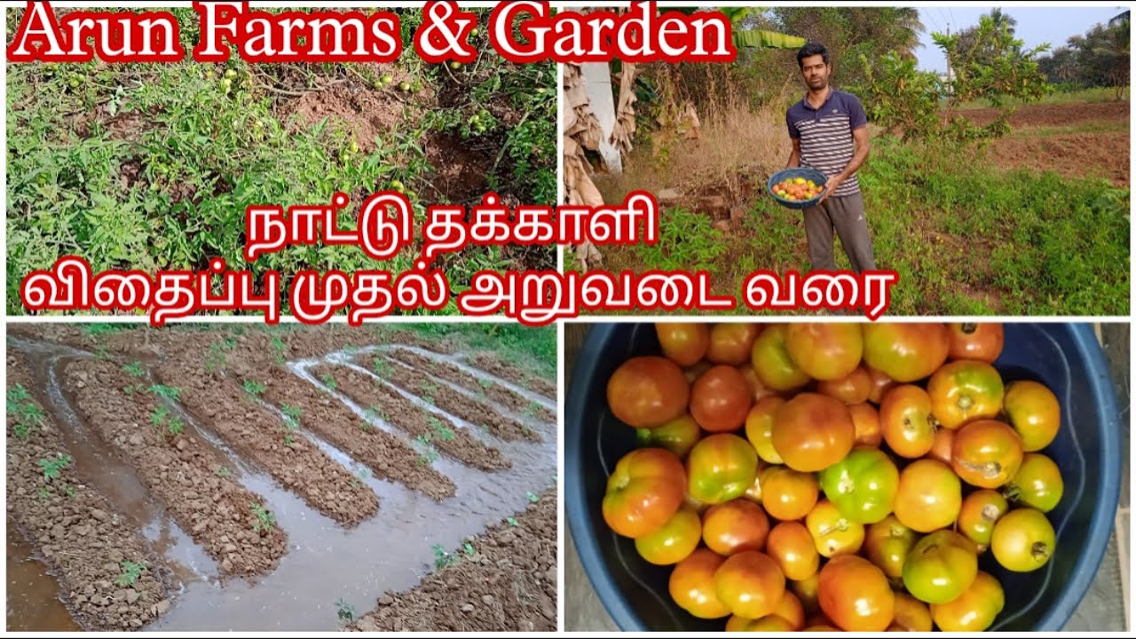நாட்டு தக்காளி விதைப்பு முதல் அறுவடை வரை/Arun farms & garden - YouTube