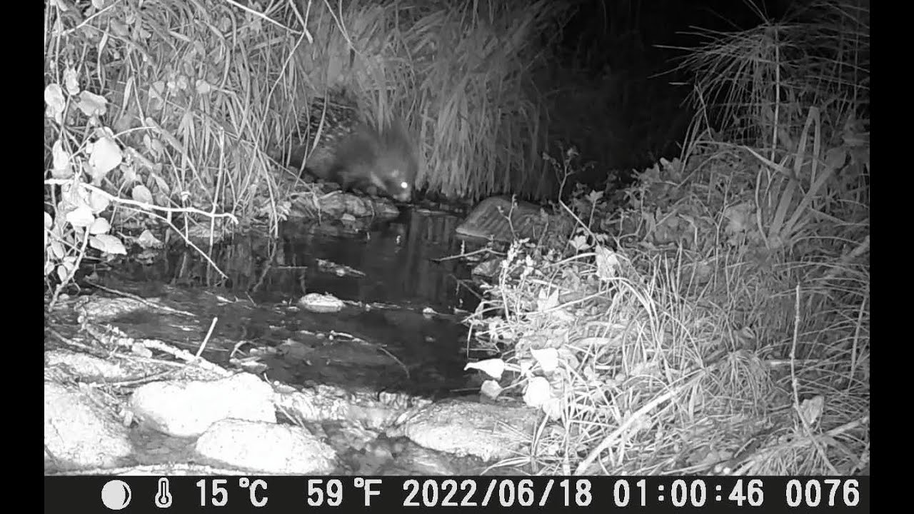 Esemplare di Istrice (𝘏𝘺𝘴𝘵𝘳𝘪𝘹 𝘤𝘳𝘪𝘴𝘵𝘢𝘵𝘢 L.) nel torrente - Parco del ...