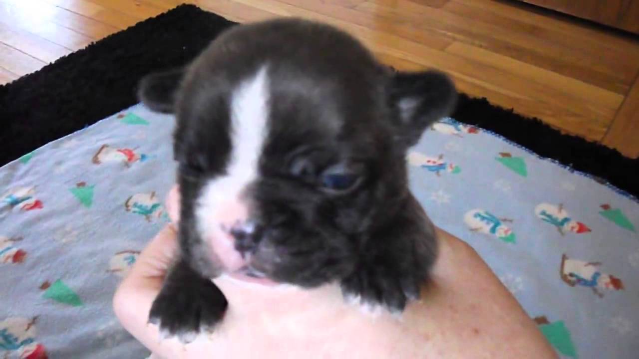 Frenchie Dog - Puppies are 2 weeks old now and scooting around ...