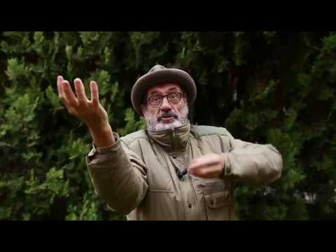 René Malaise - entomologo - YouTube