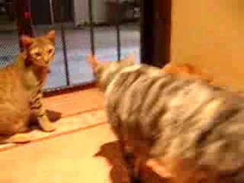 smacking cat - YouTube